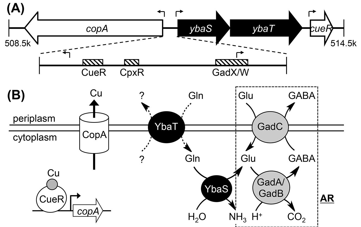 Copper stress and tolerance in pathogenic bacteria. – Djoko Lab