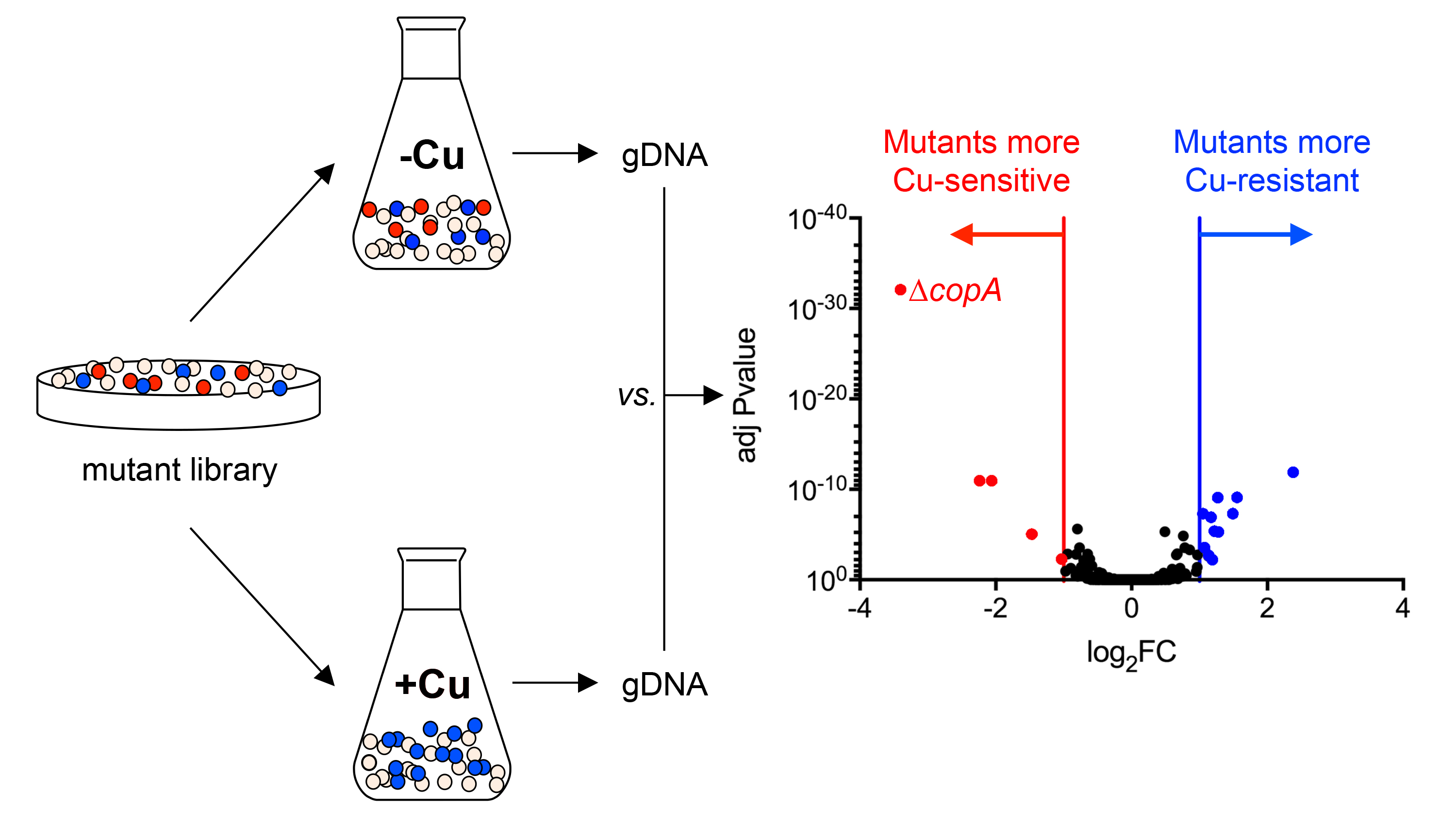 Copper stress and tolerance in pathogenic bacteria. – Djoko Lab